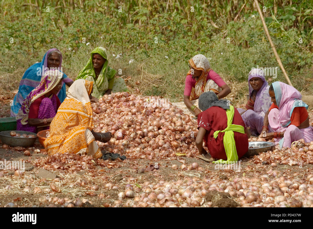 Activity of sorting & filling Onions in jute bags Stock Photo - Alamy