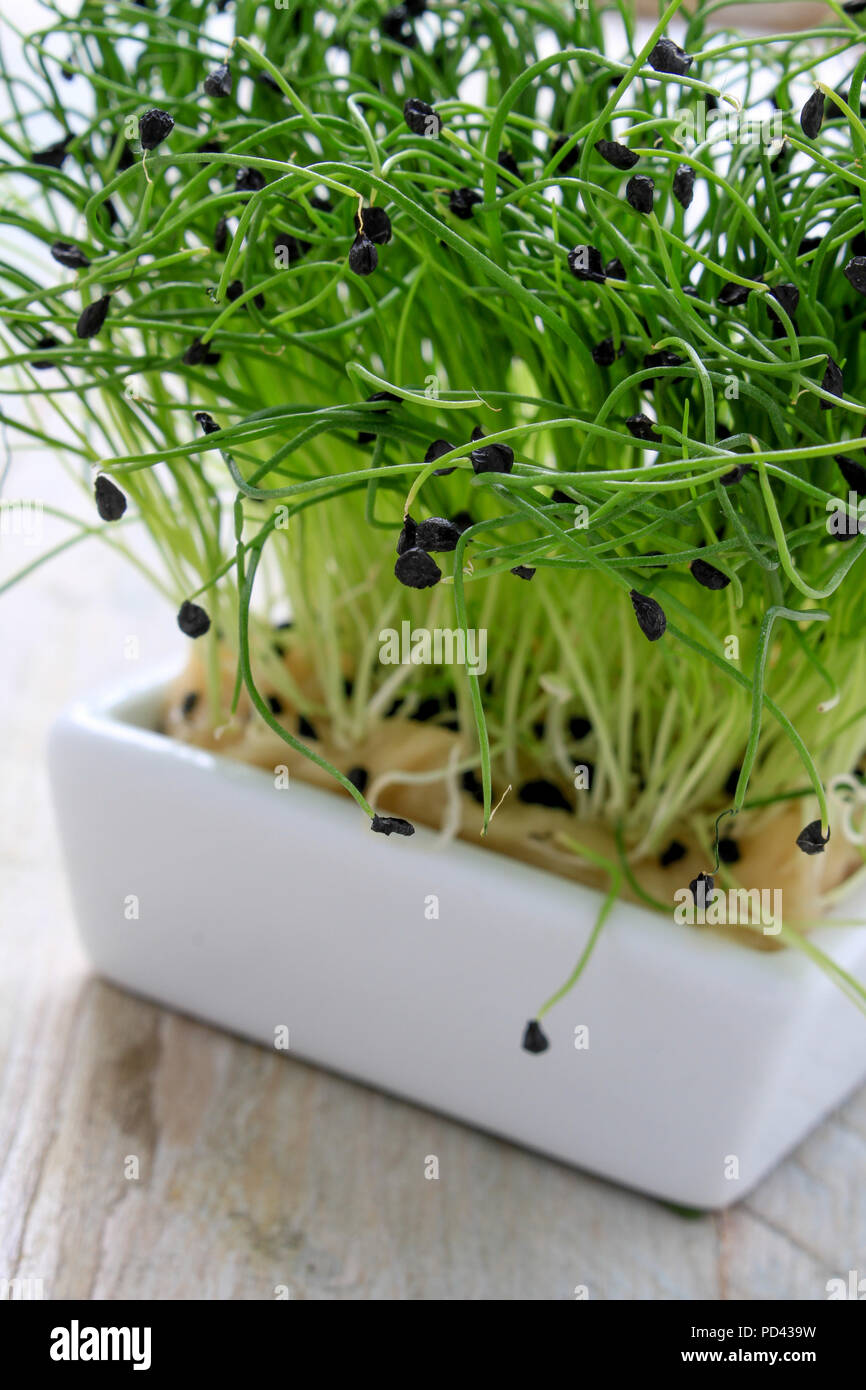 fresh micro herbs Stock Photo - Alamy
