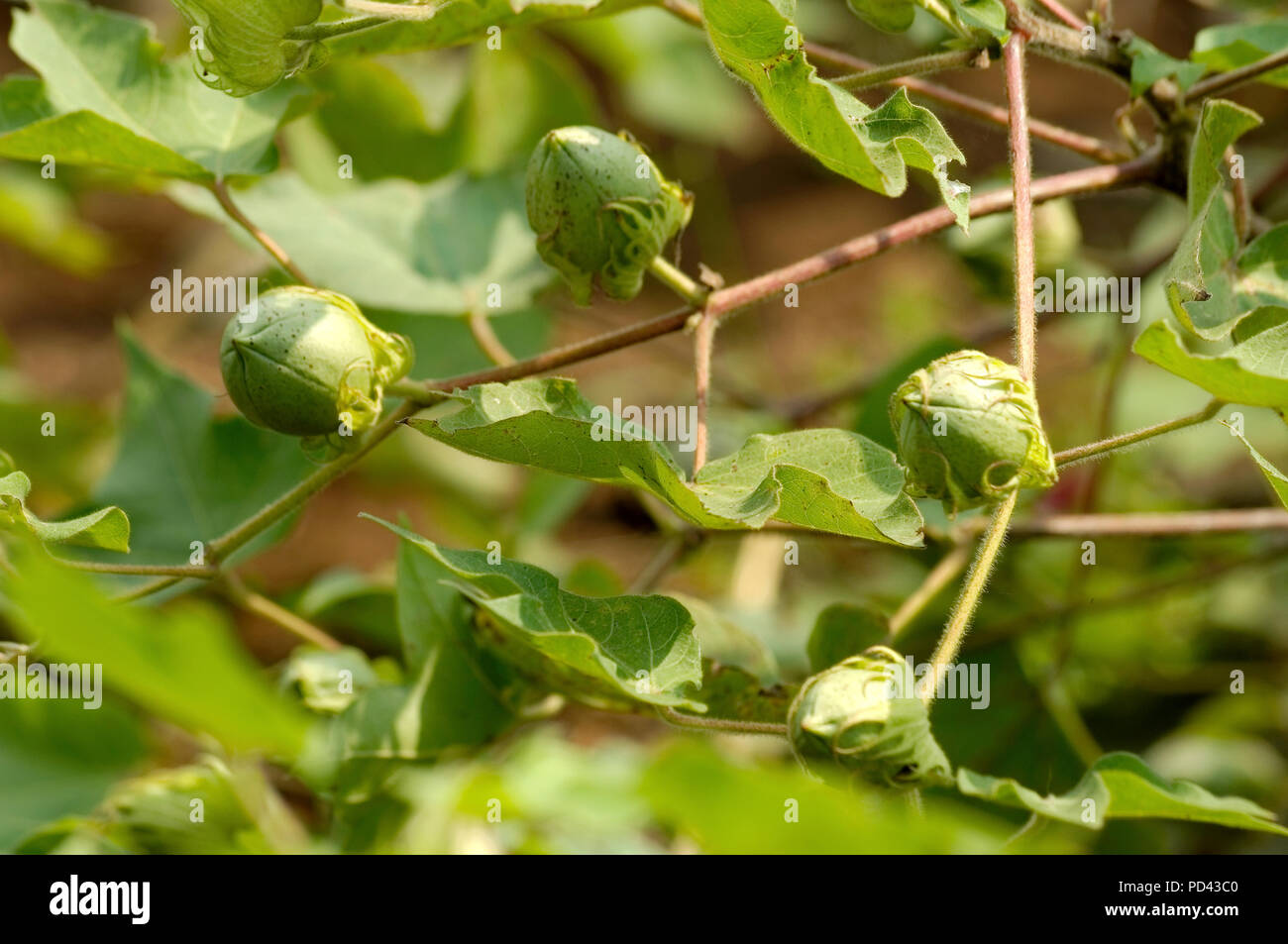 Cotton Plant India High Resolution Stock Photography and Images - Alamy