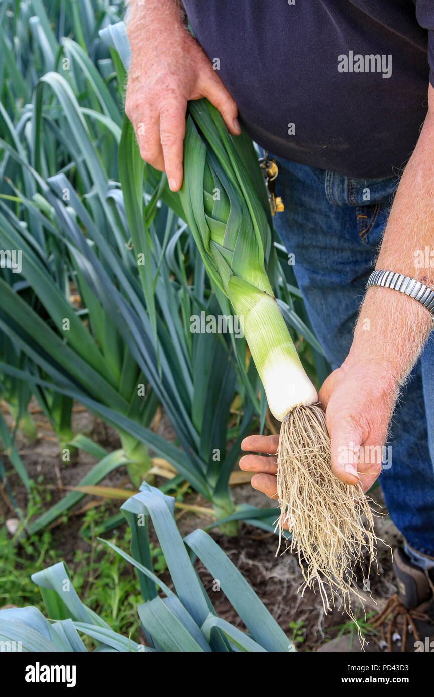 Farmer harvesting leeks hi-res stock photography and images - Alamy