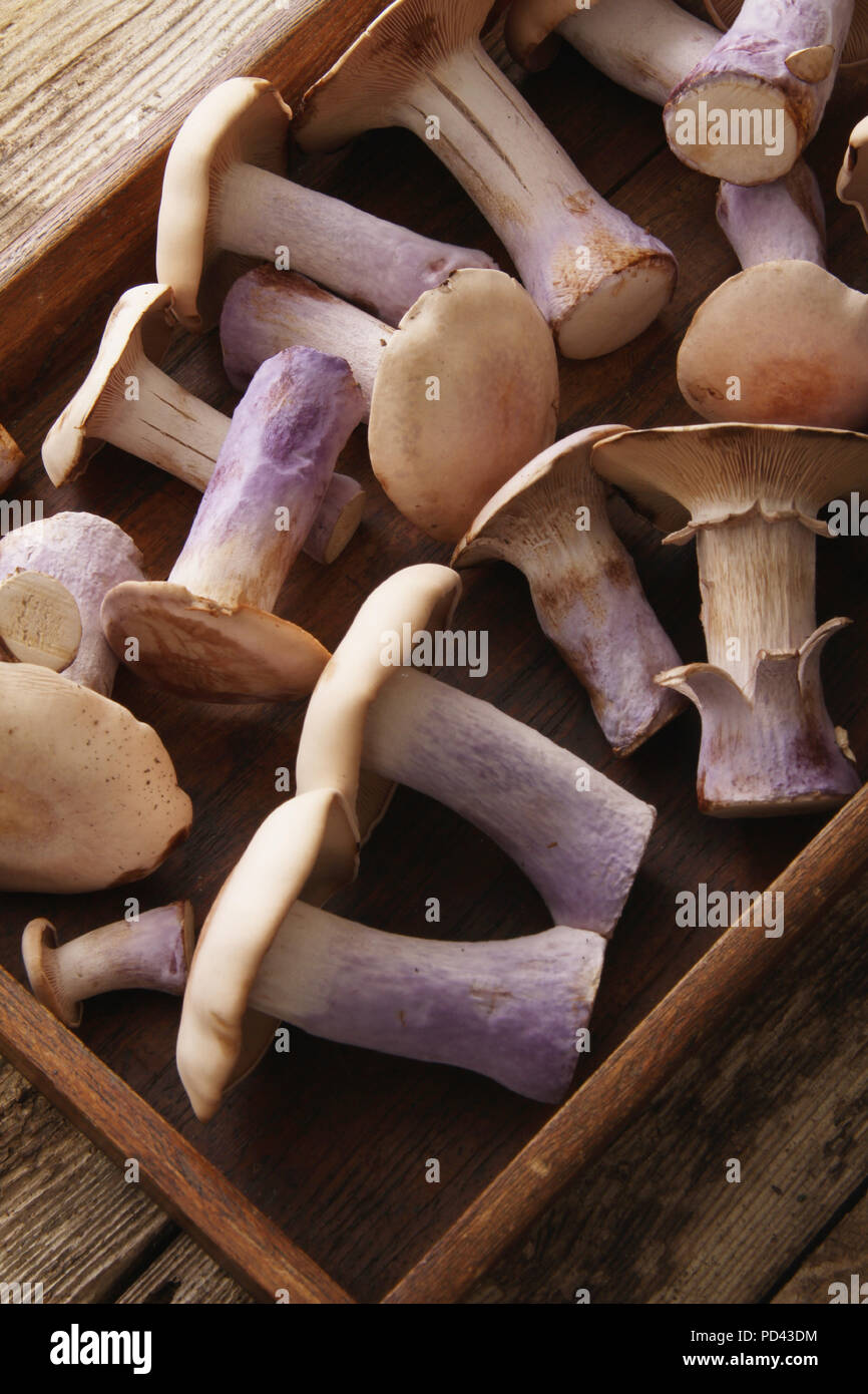 Pied bleu mushrooms hi-res stock photography and images - Alamy