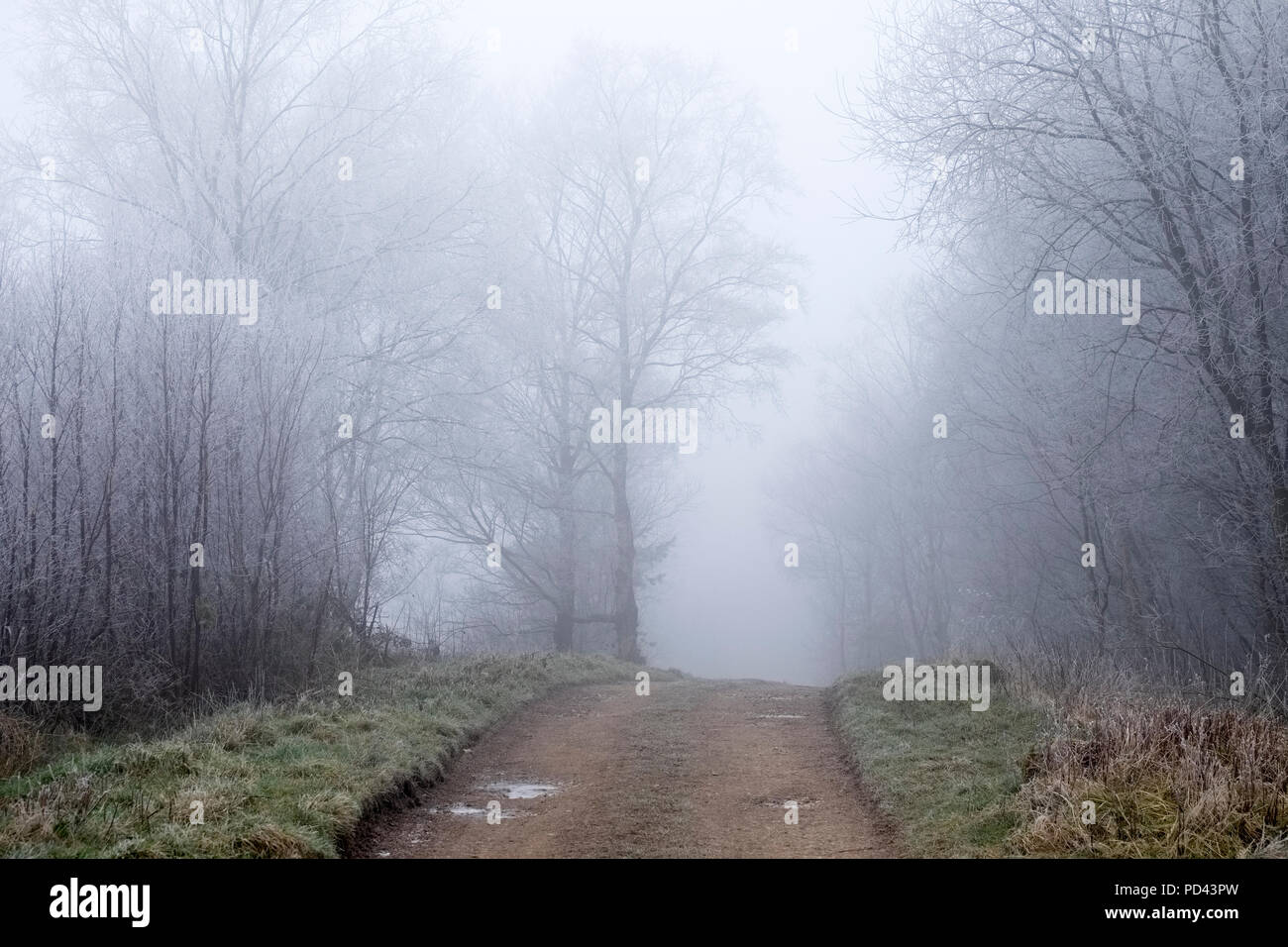 Freezing fog forest hi-res stock photography and images - Alamy