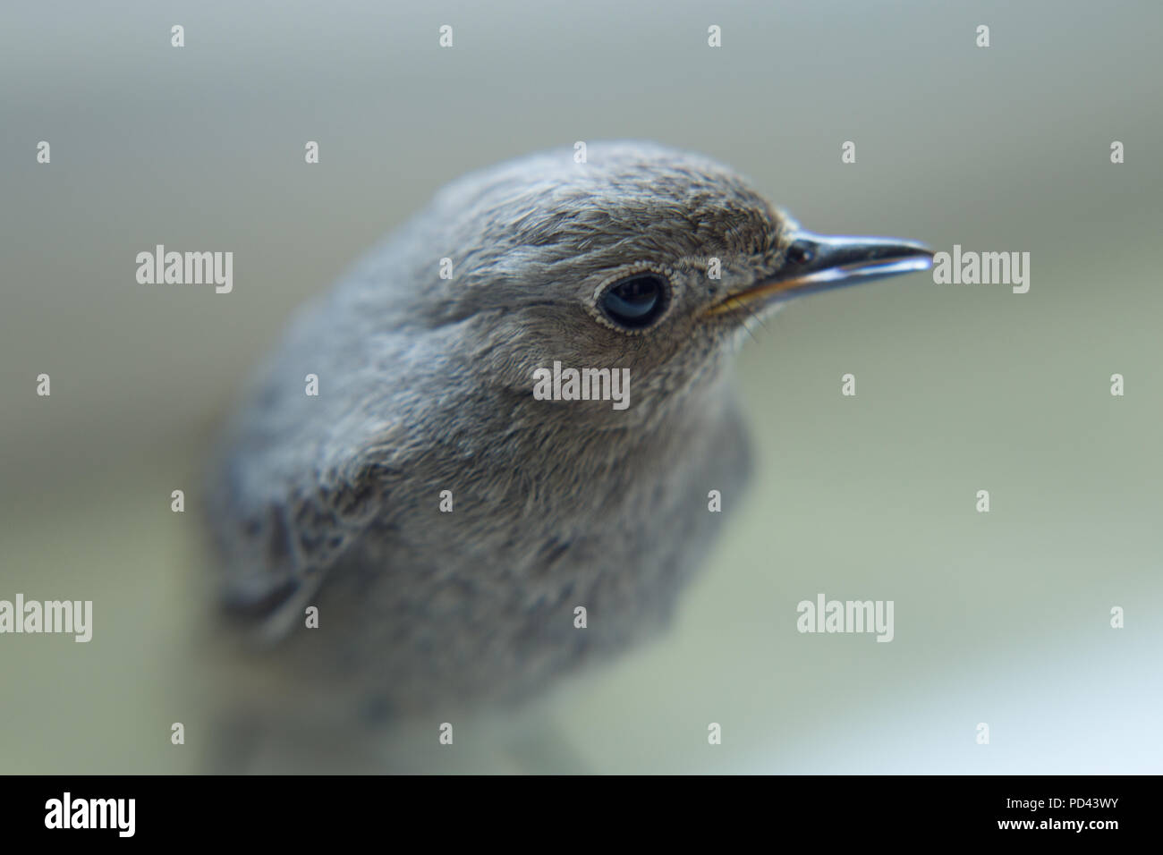 Animal wing bird photo hi-res stock photography and images - Alamy
