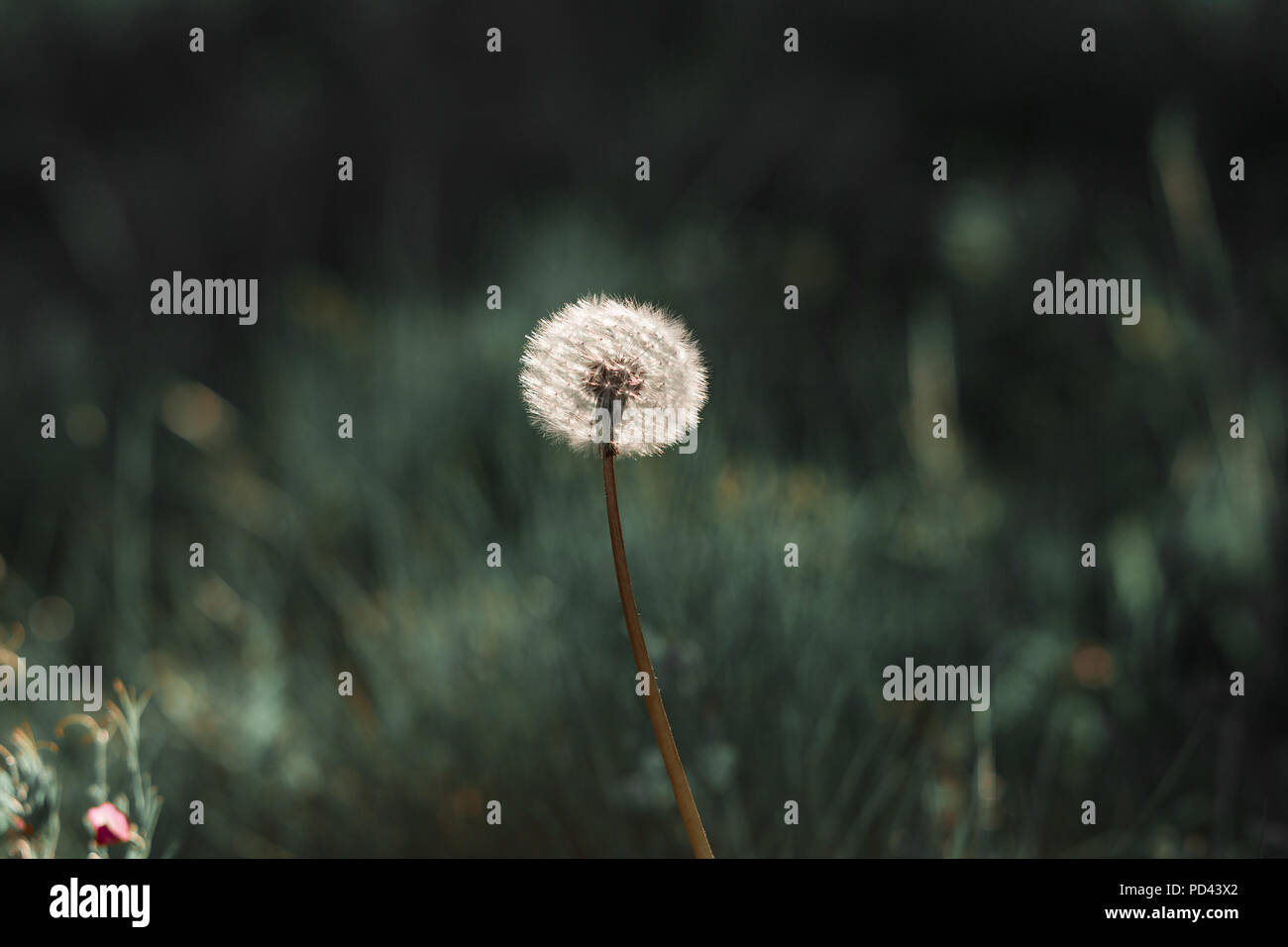 Garden dandelion hi-res stock photography and images - Alamy