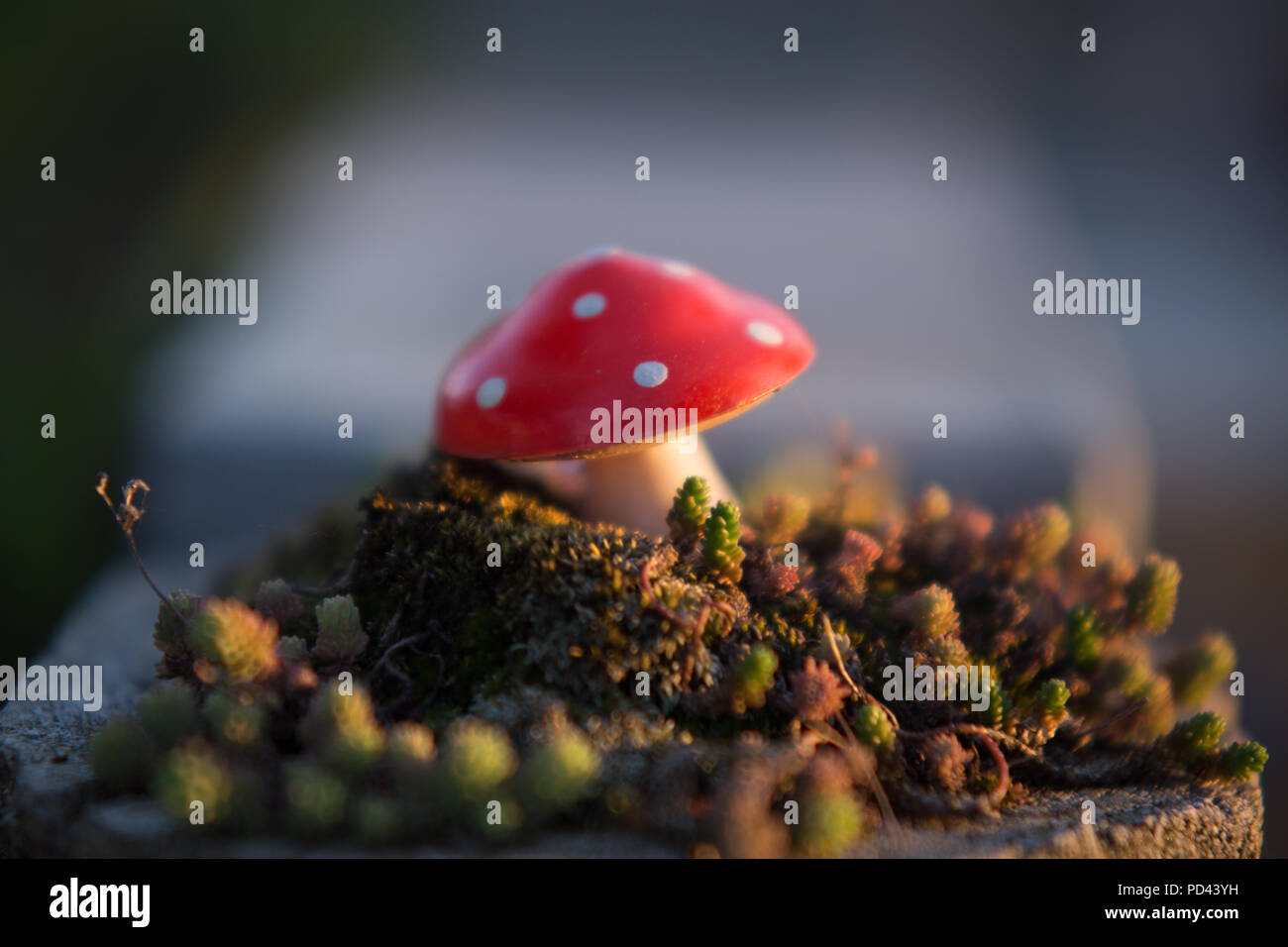 Red small mushroom hi-res stock photography and images - Alamy
