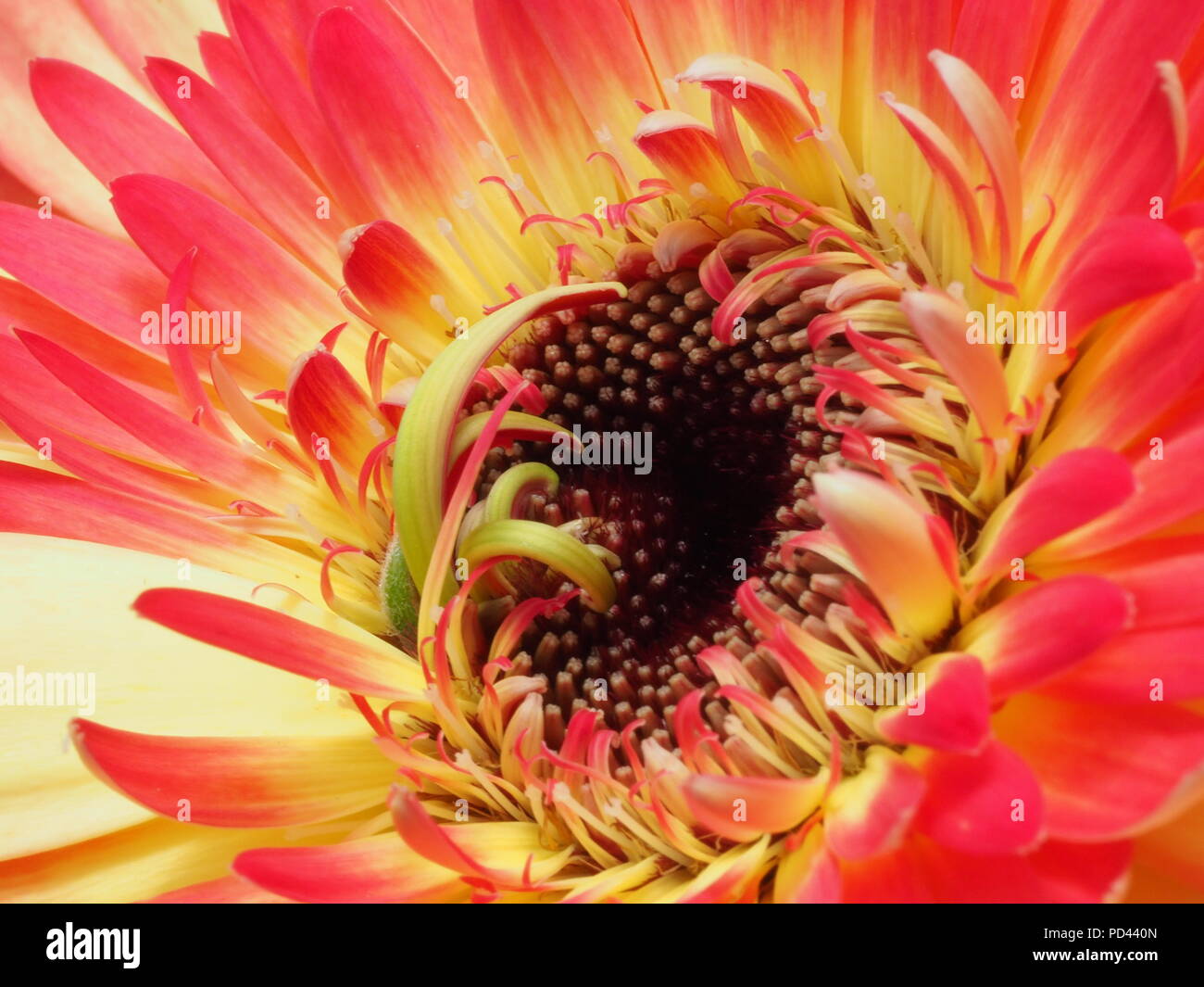 Colorful Gerbera Flower close up Stock Photo - Alamy