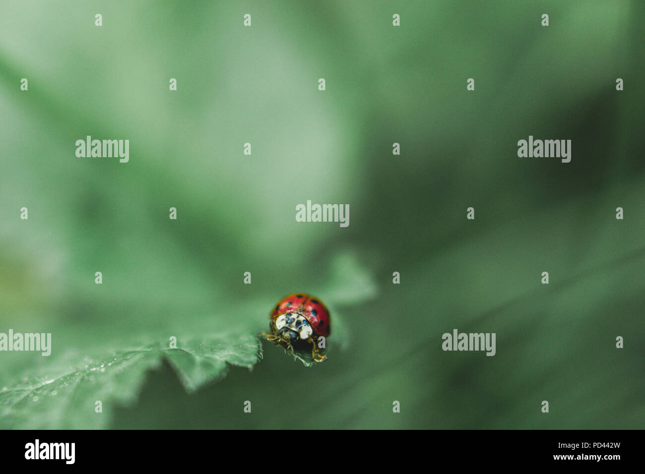 red ladybug and green background Stock Photo - Alamy