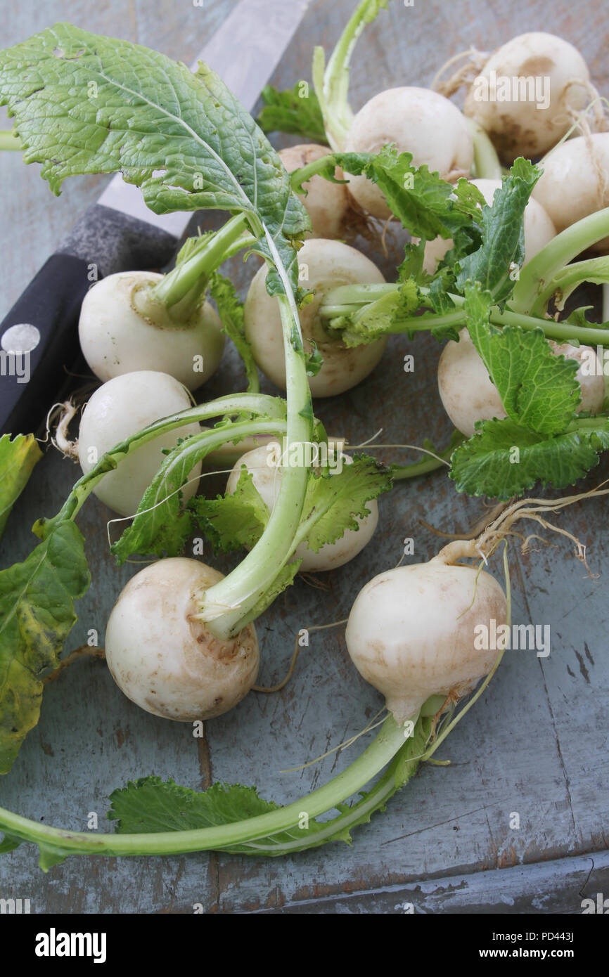 preparing fresh turnip Stock Photo - Alamy