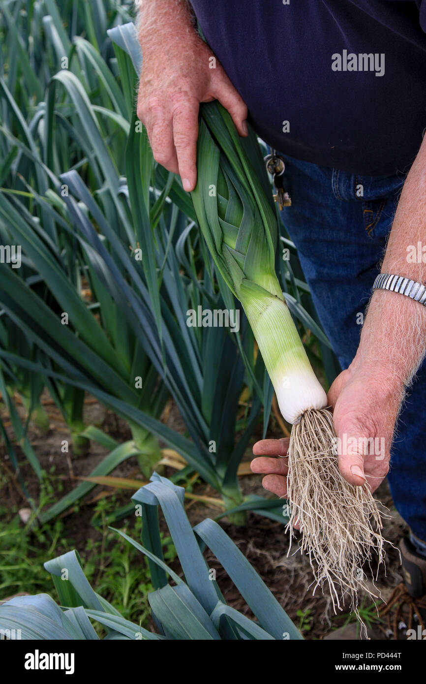 Farmer harvesting leeks hi-res stock photography and images - Alamy