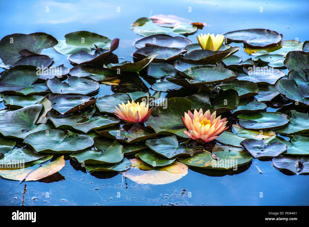 tree lotus flower Stock Photo - Alamy