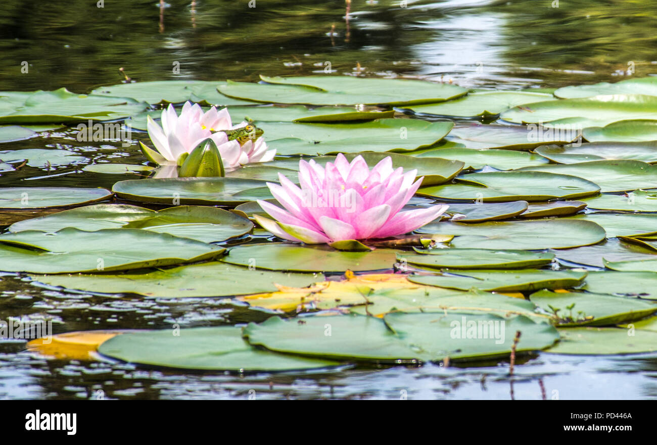 lotus flower and frog Stock Photo - Alamy