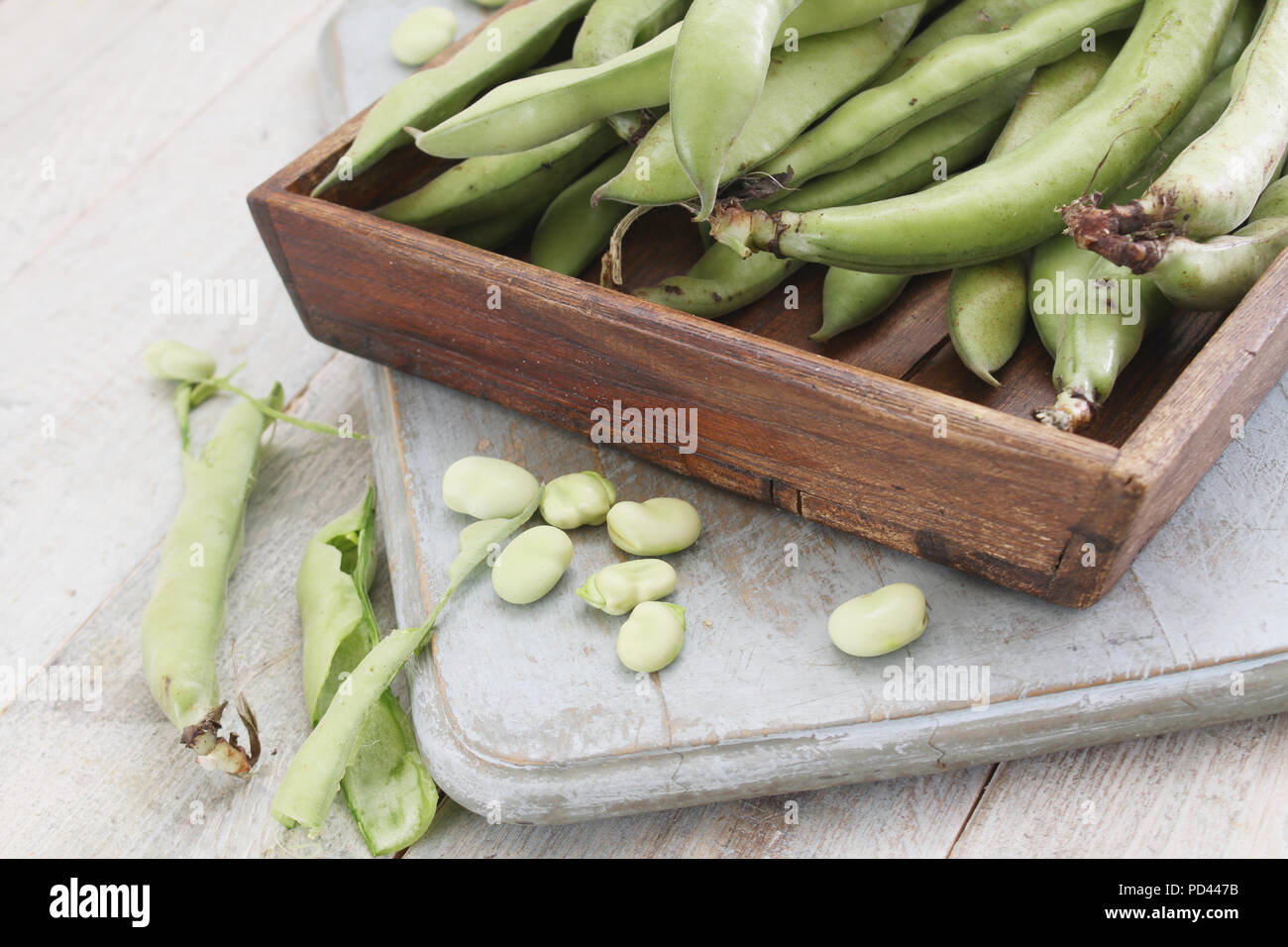 preparing fresh broad beans Stock Photo - Alamy