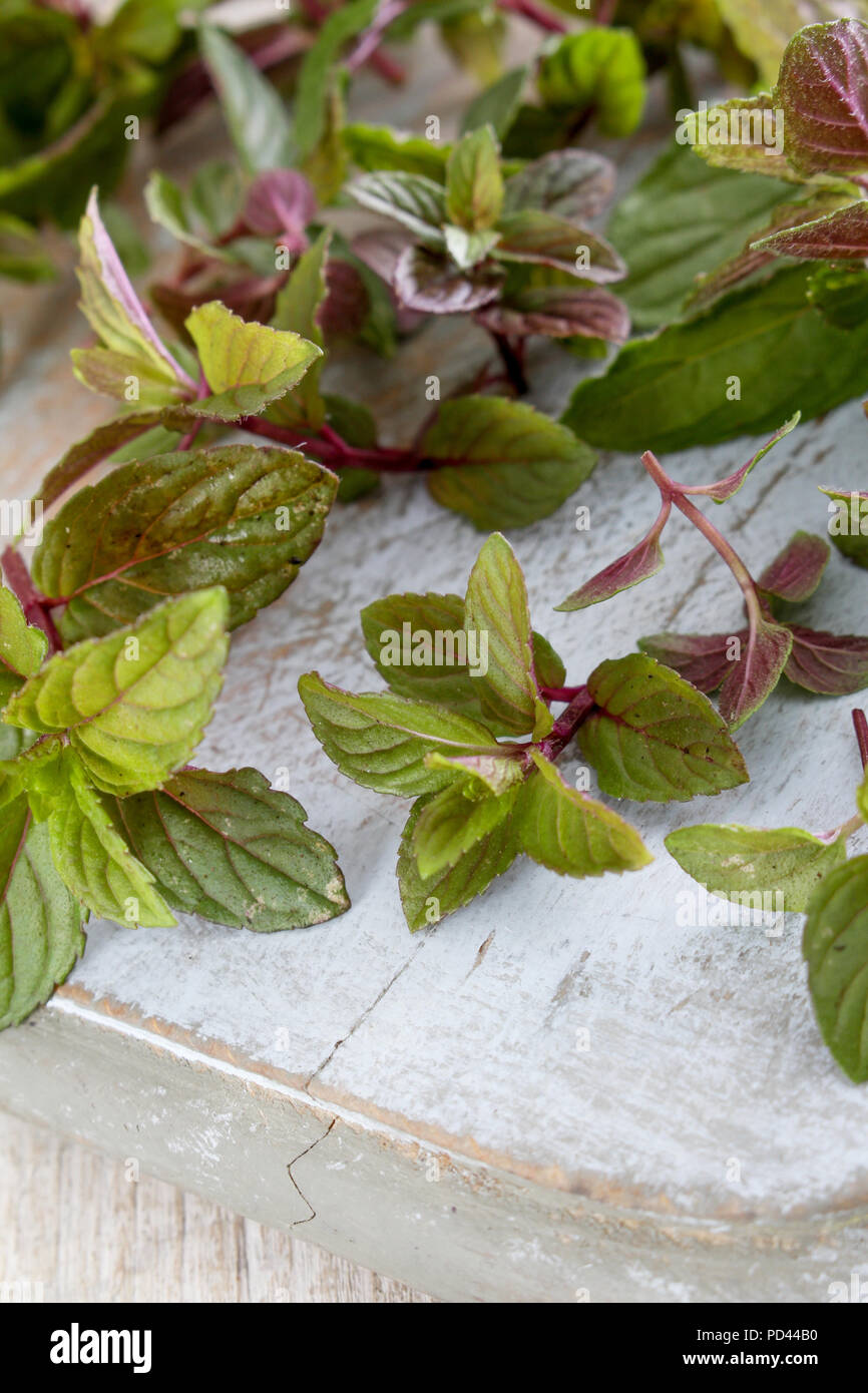 Micro herb mint hi-res stock photography and images - Alamy