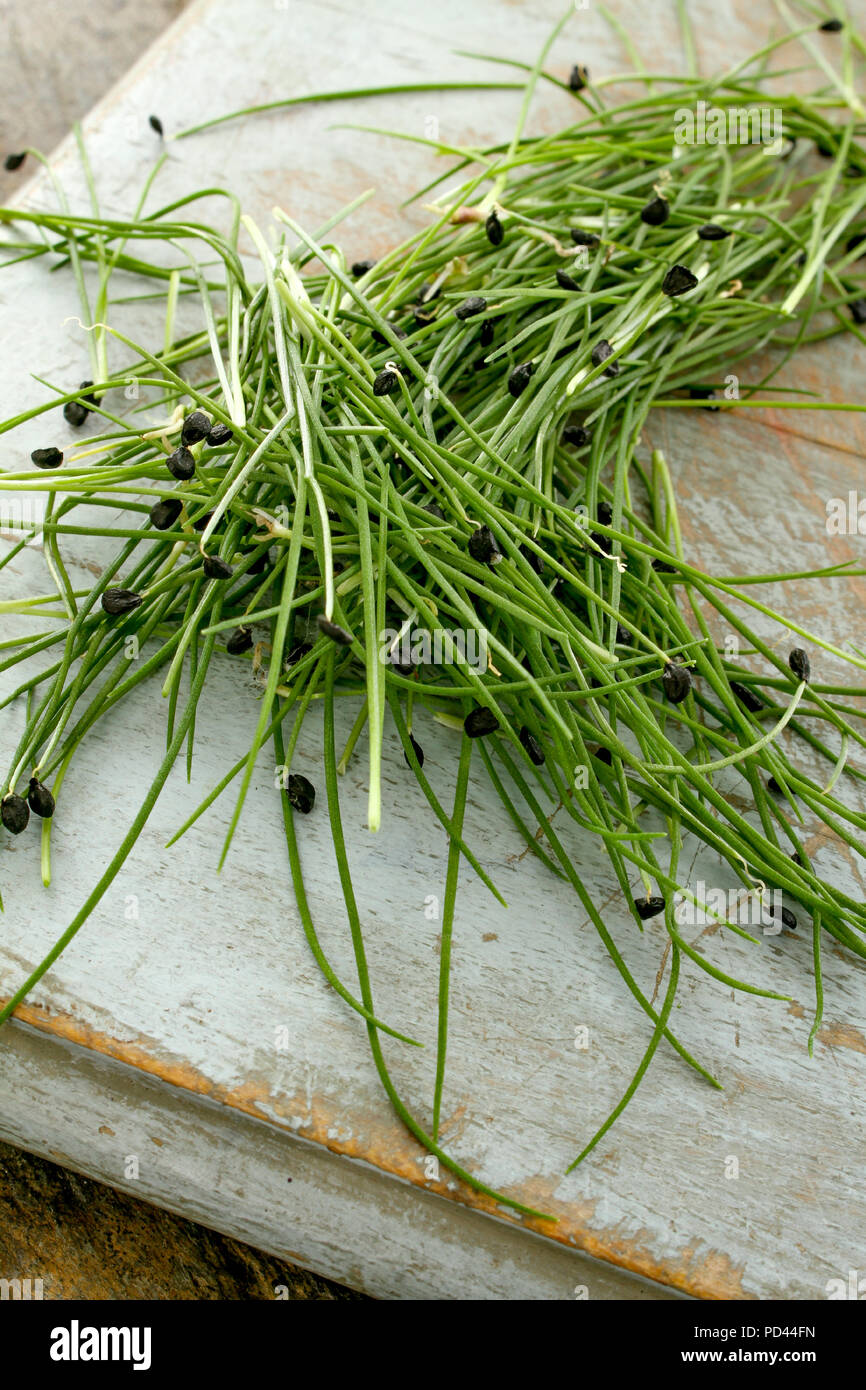 Micro herb chive hi-res stock photography and images - Alamy