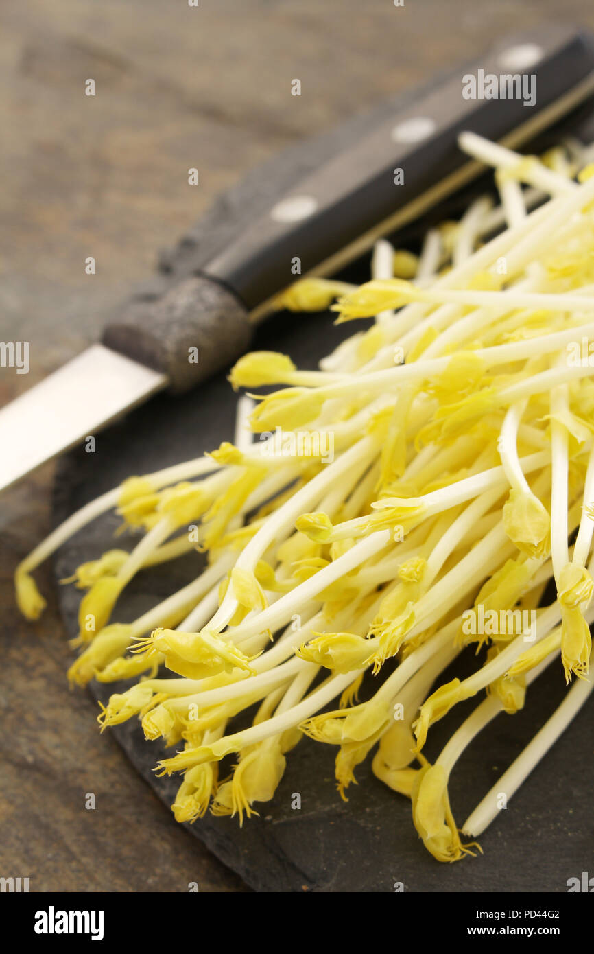 sprouting sweet corn shoots Stock Photo - Alamy