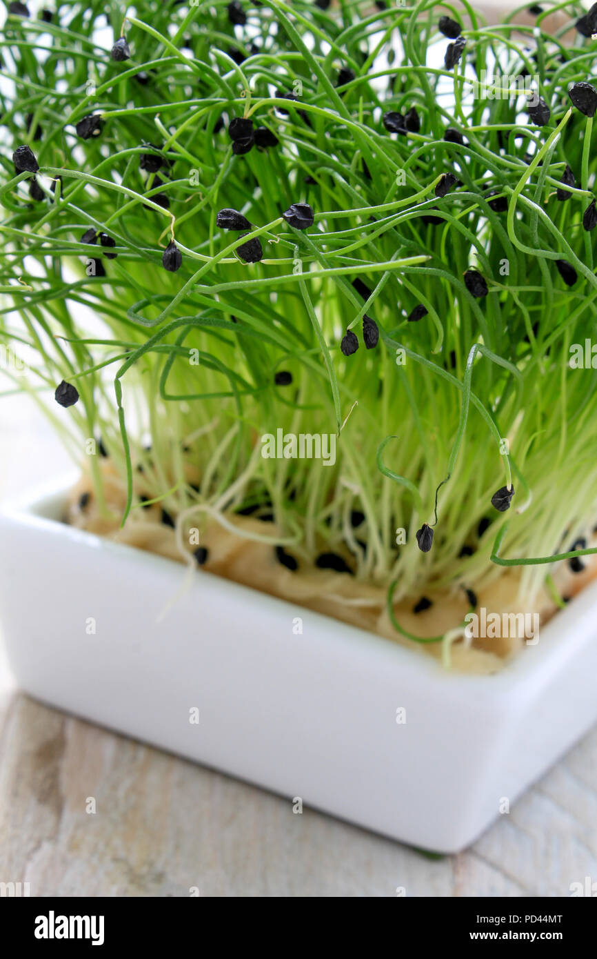 Micro herb chive hi-res stock photography and images - Alamy