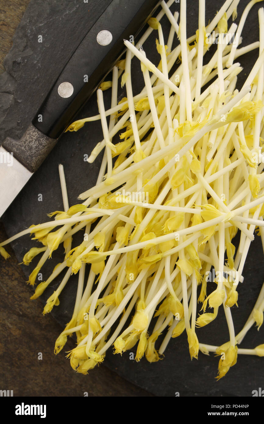 sprouting sweet corn shoots Stock Photo - Alamy