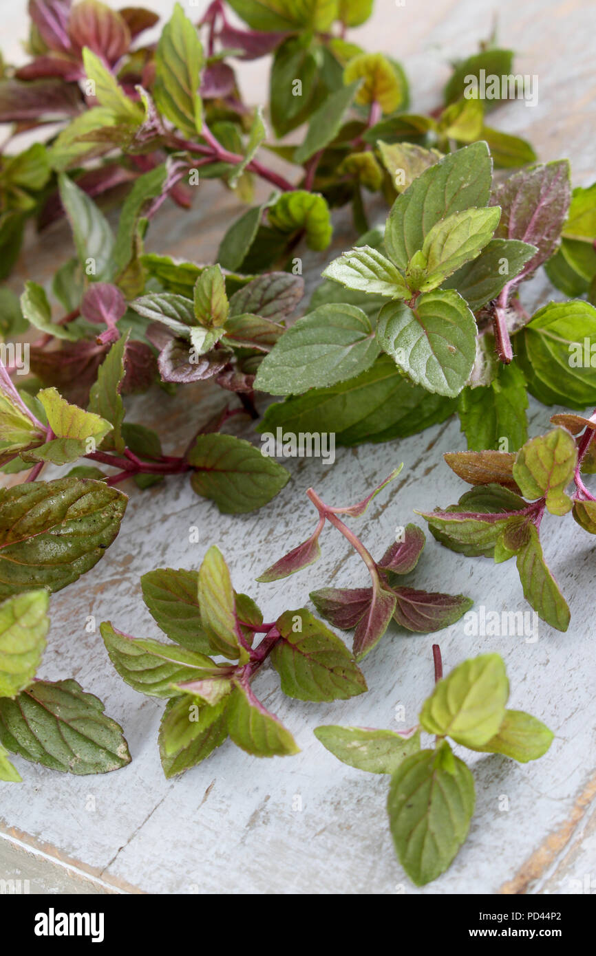Micro herb mint hi-res stock photography and images - Alamy