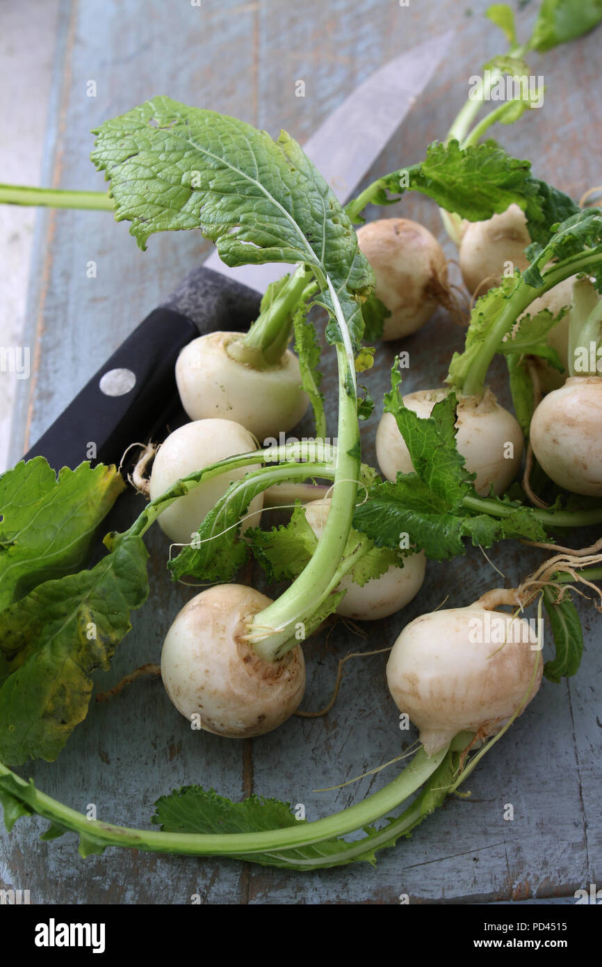 preparing fresh turnip Stock Photo - Alamy