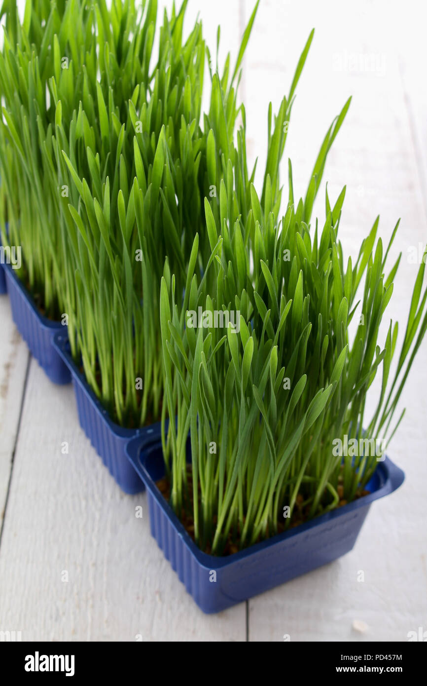 living growing healthy wheatgrass Stock Photo - Alamy
