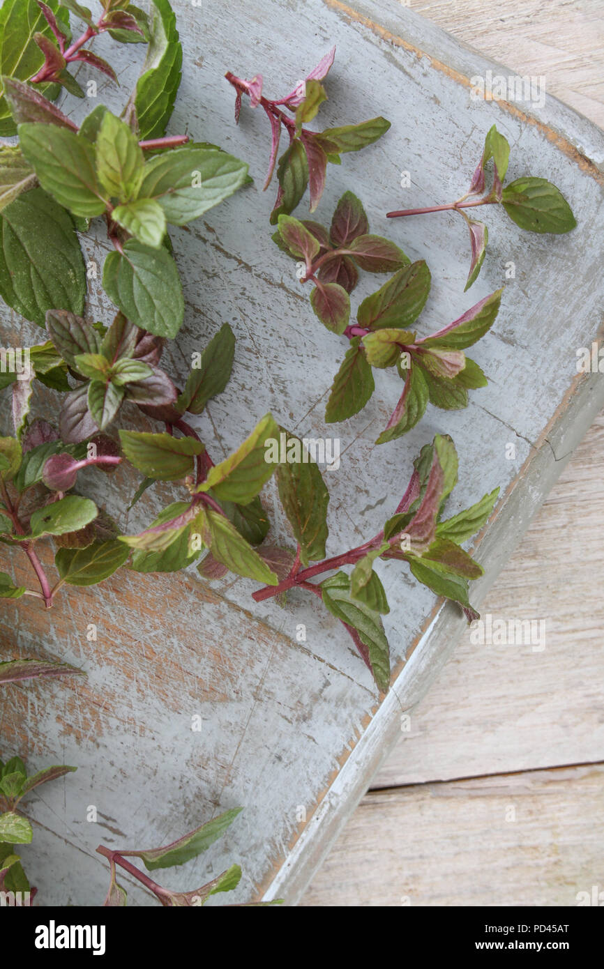 Micro herb mint hi-res stock photography and images - Alamy