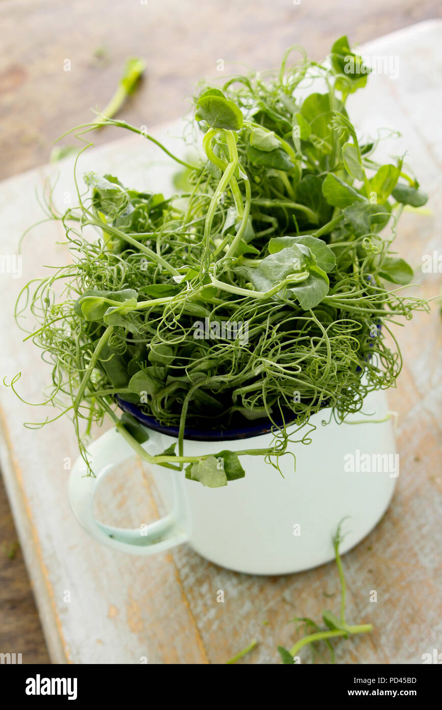 preparing fresh pea shoots Stock Photo - Alamy