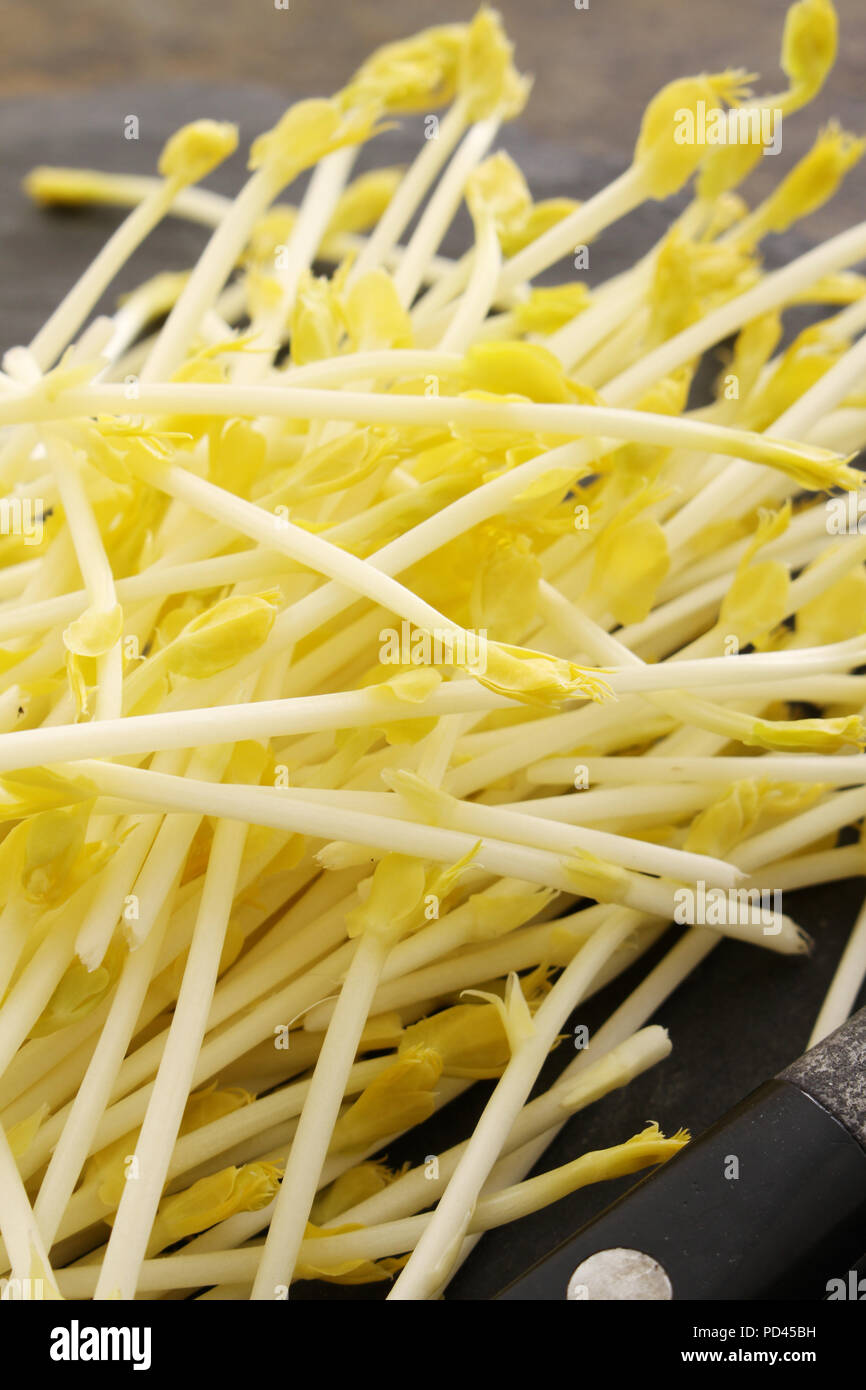 Sprouting sweetcorn hi-res stock photography and images - Alamy