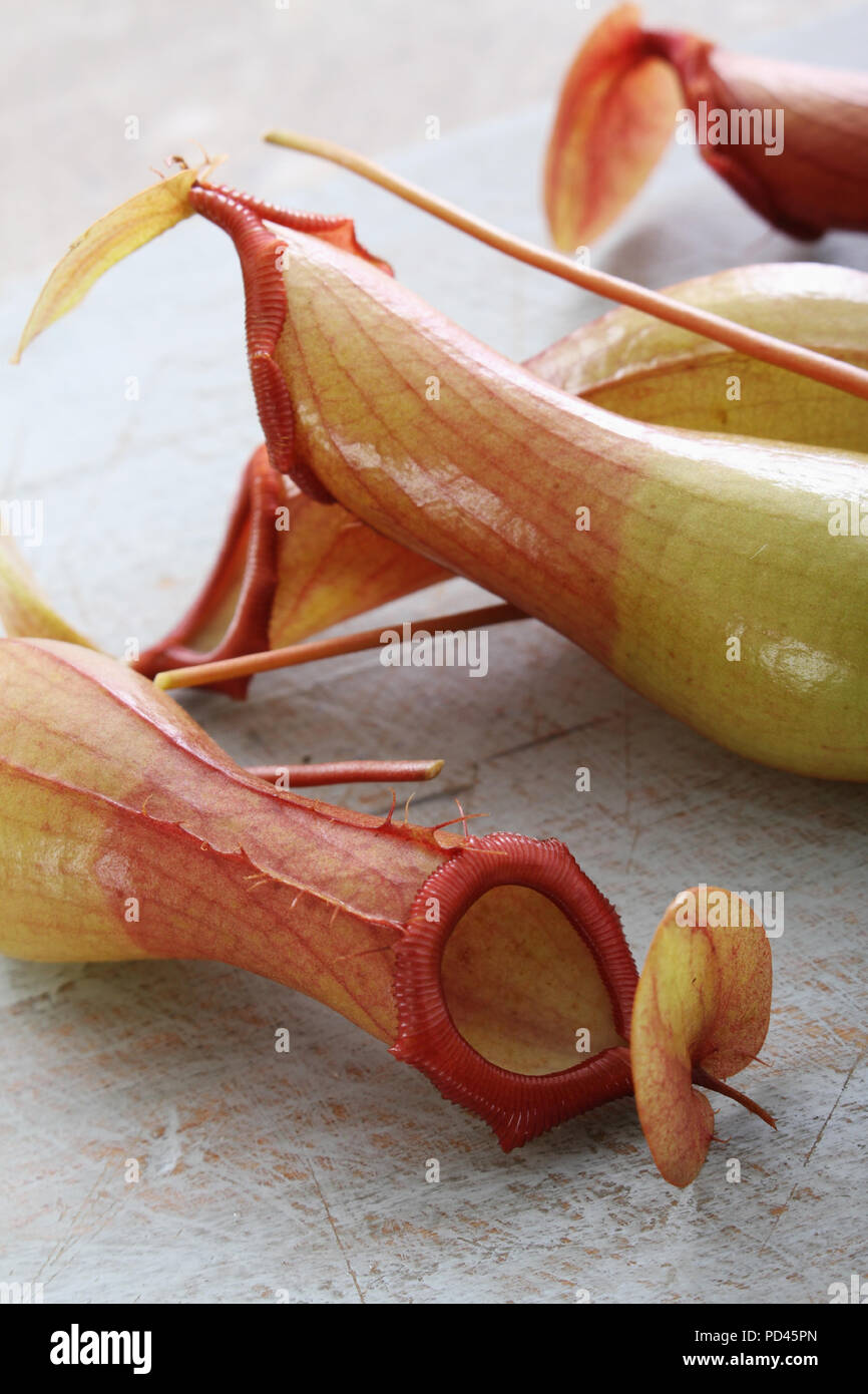 Canape vase hi-res stock photography and images - Alamy