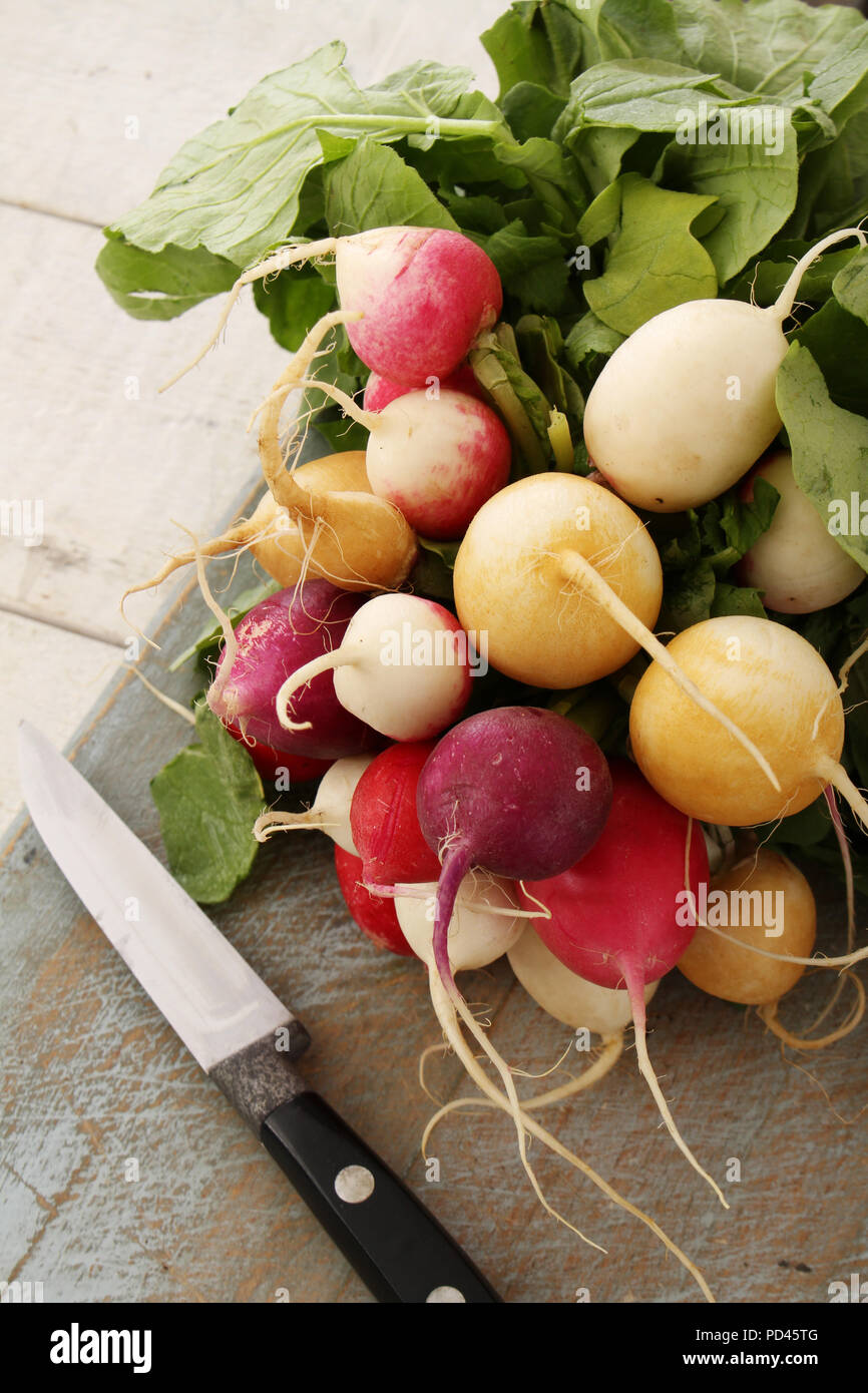 preparing mixed colour heritage radishes Stock Photo - Alamy