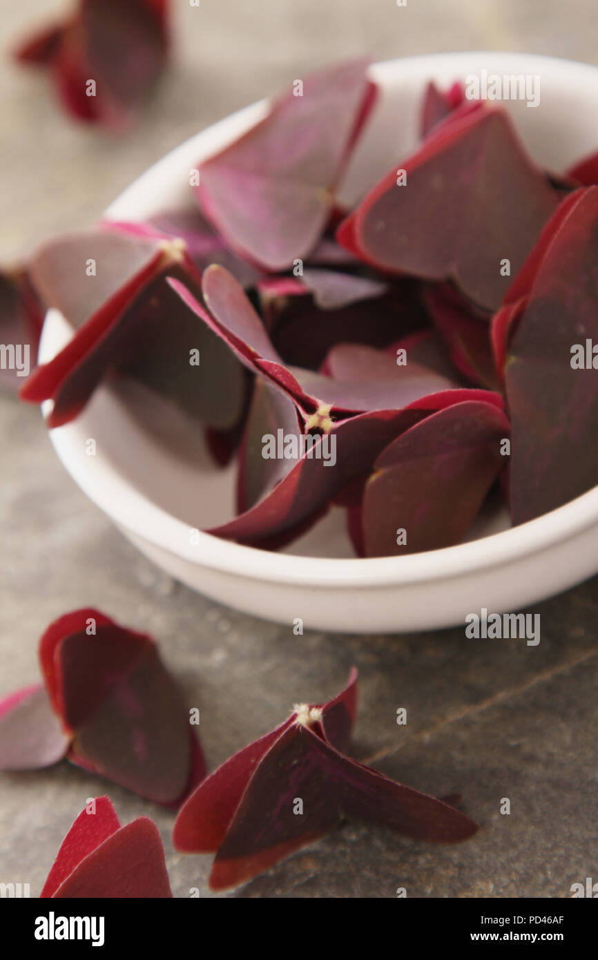 Chukkakura hi-res stock photography and images - Alamy