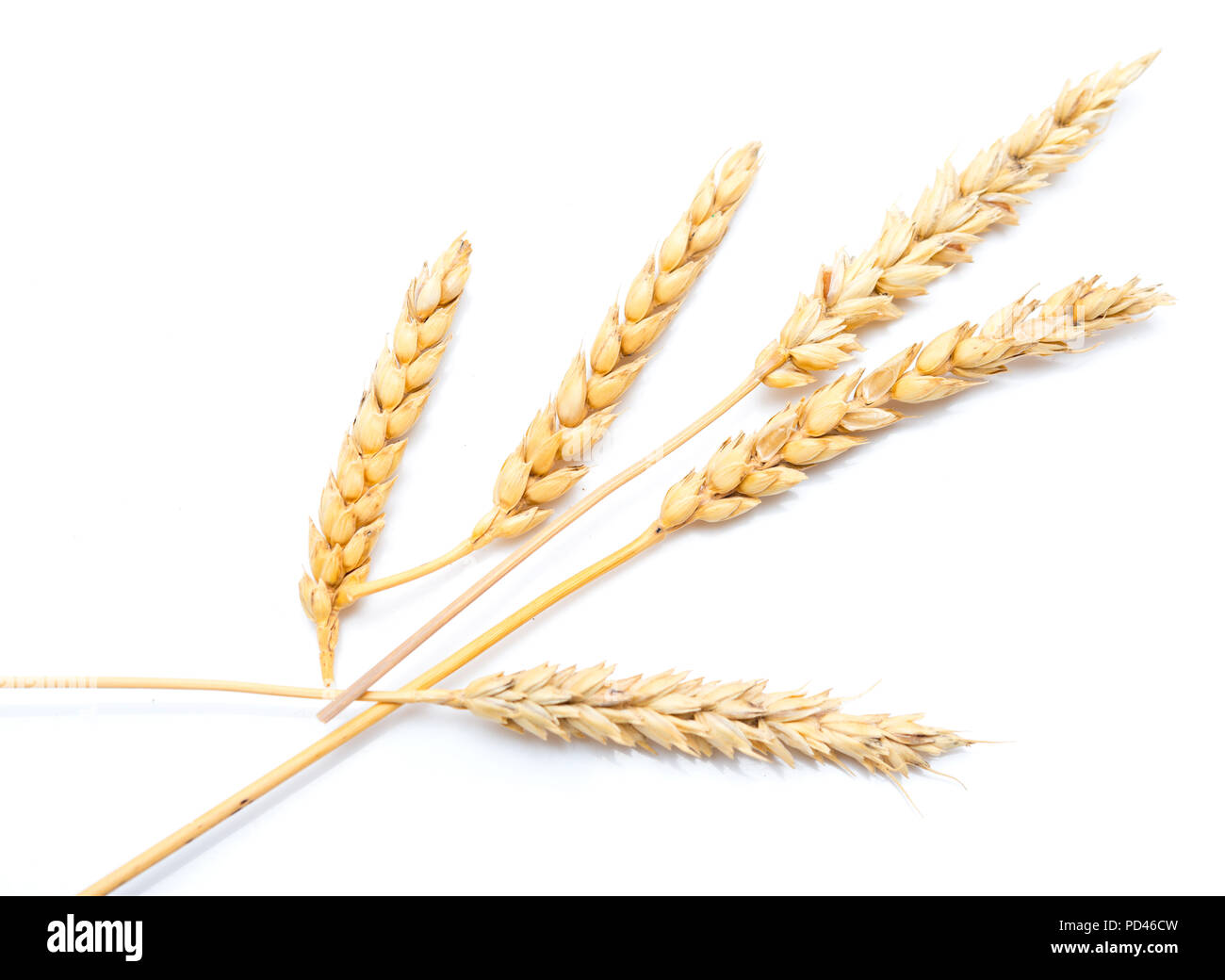 Wheat isolated on white background Stock Photo - Alamy
