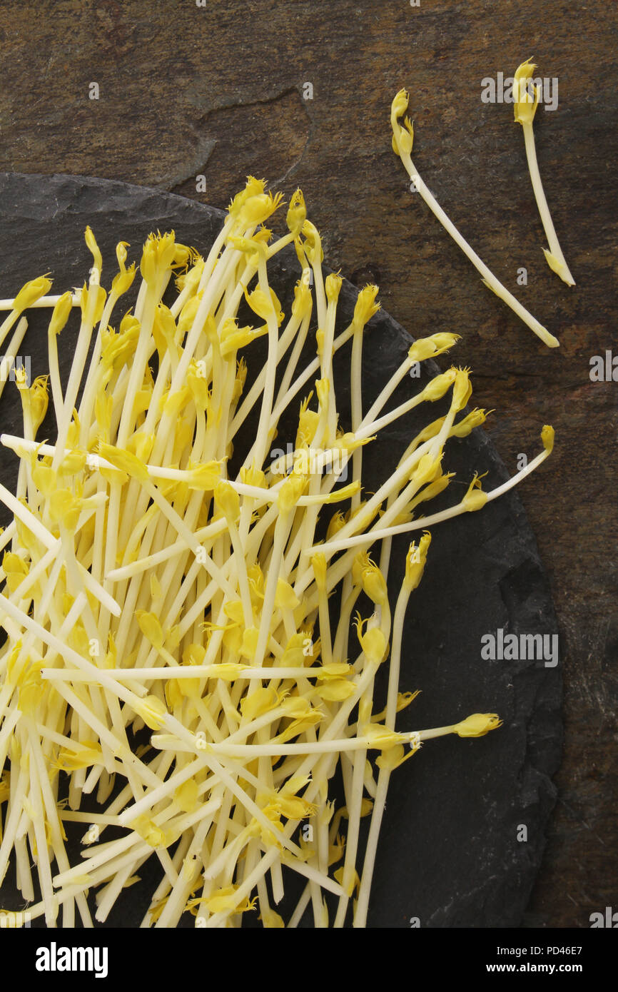 sprouting sweet corn shoots Stock Photo - Alamy