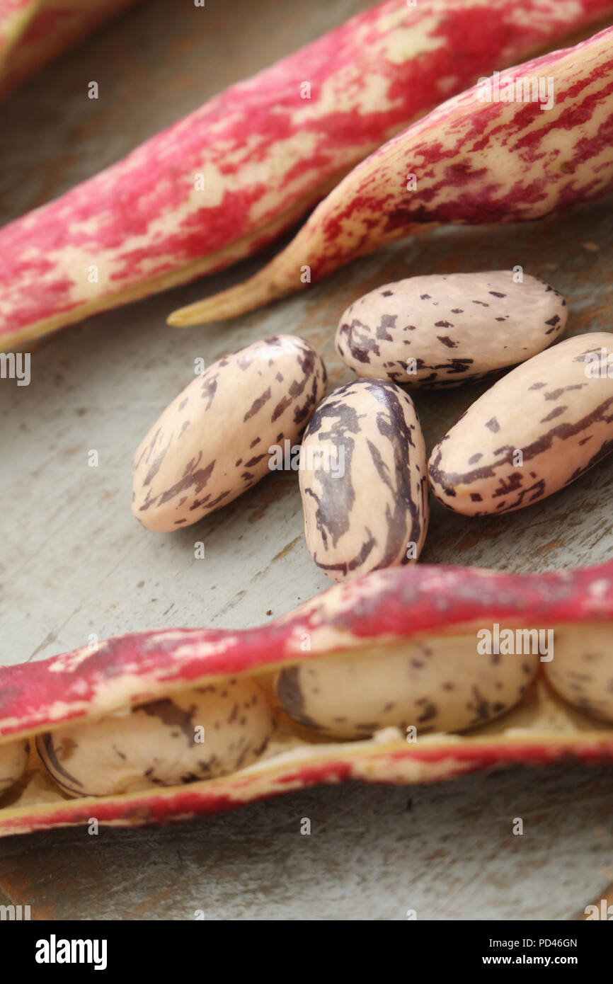 fresh raw borlotti beans Stock Photo - Alamy