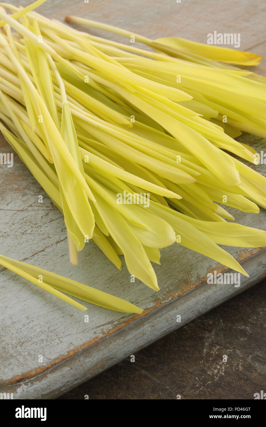 sprouting sweet corn shoots Stock Photo - Alamy