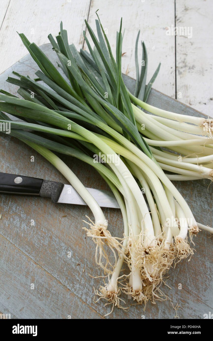 preparing fresh leeks Stock Photo - Alamy