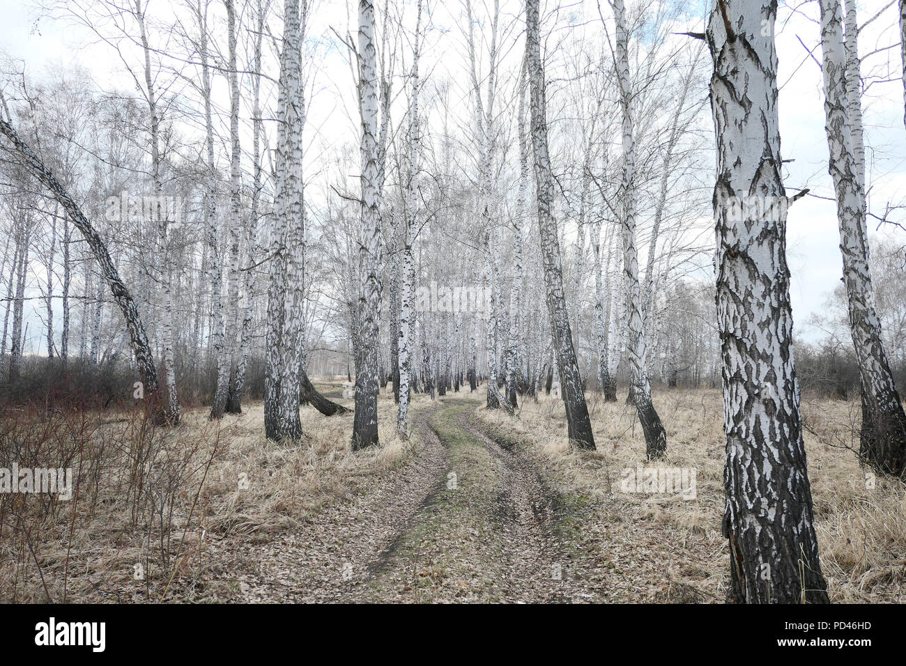 Birch without foliage in hi-res stock photography and images - Alamy