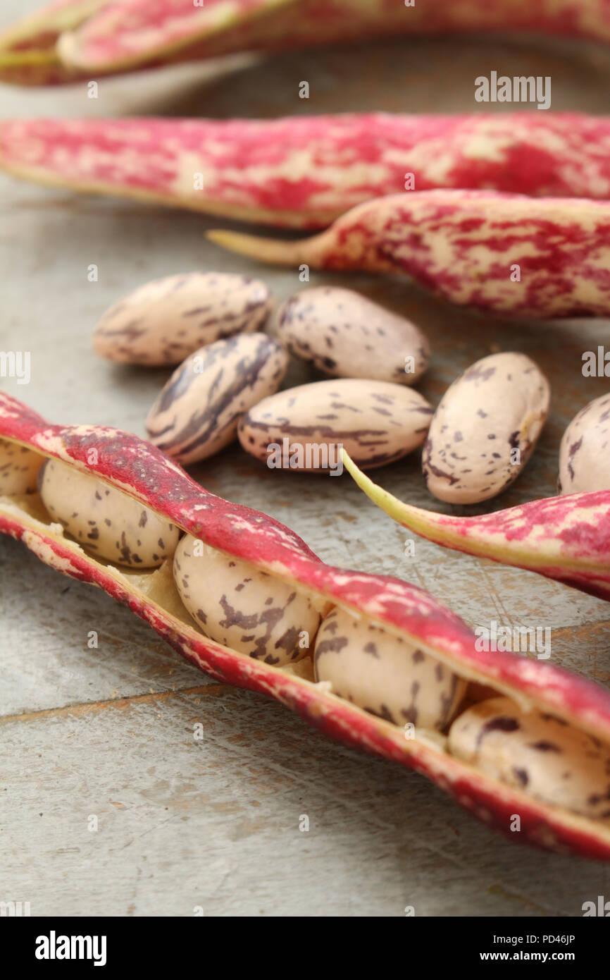 Fresh saluggia bean hi-res stock photography and images - Alamy