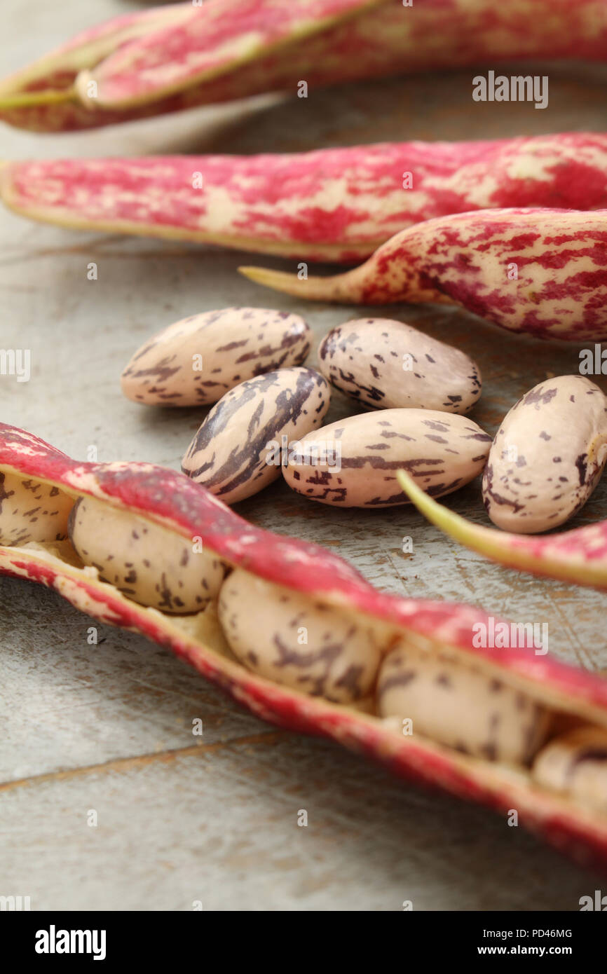 fresh raw borlotti beans Stock Photo - Alamy