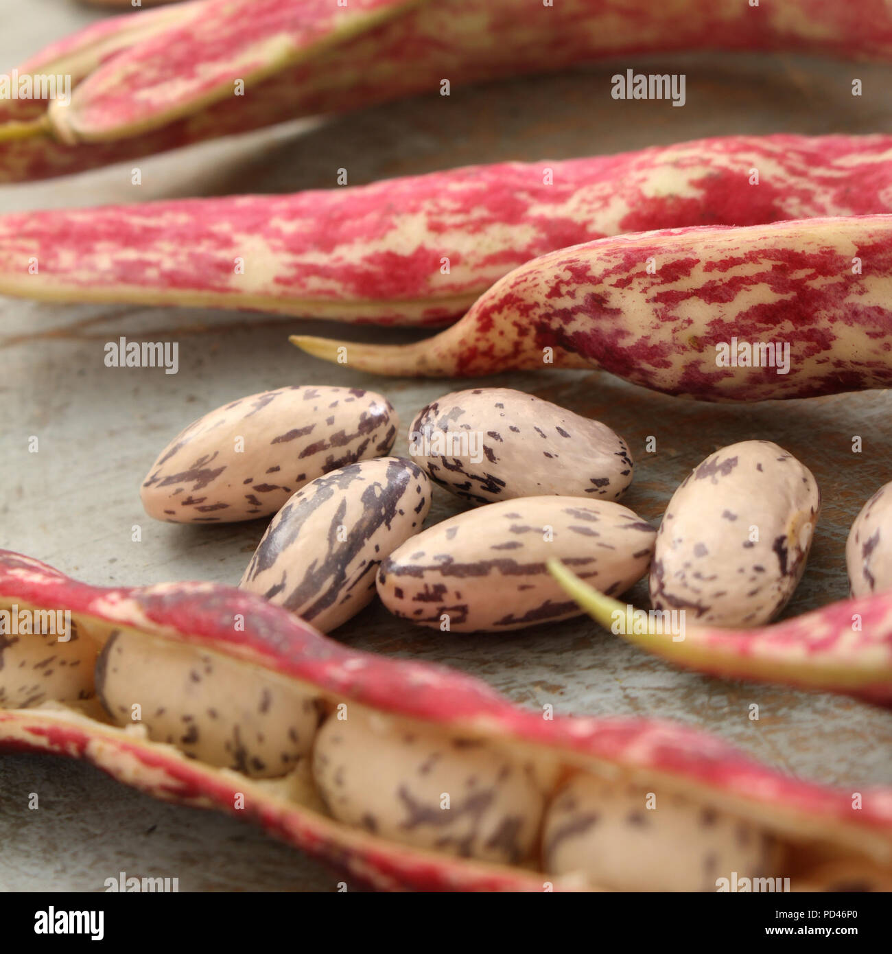 fresh raw borlotti beans Stock Photo - Alamy