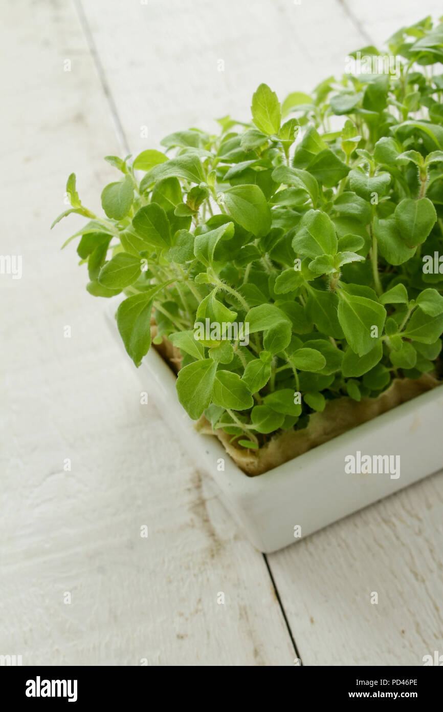 fresh micro herbs Stock Photo - Alamy