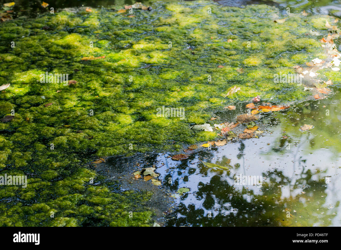 Green algae floating on a lake during the UK heatwave of 2018, England ...