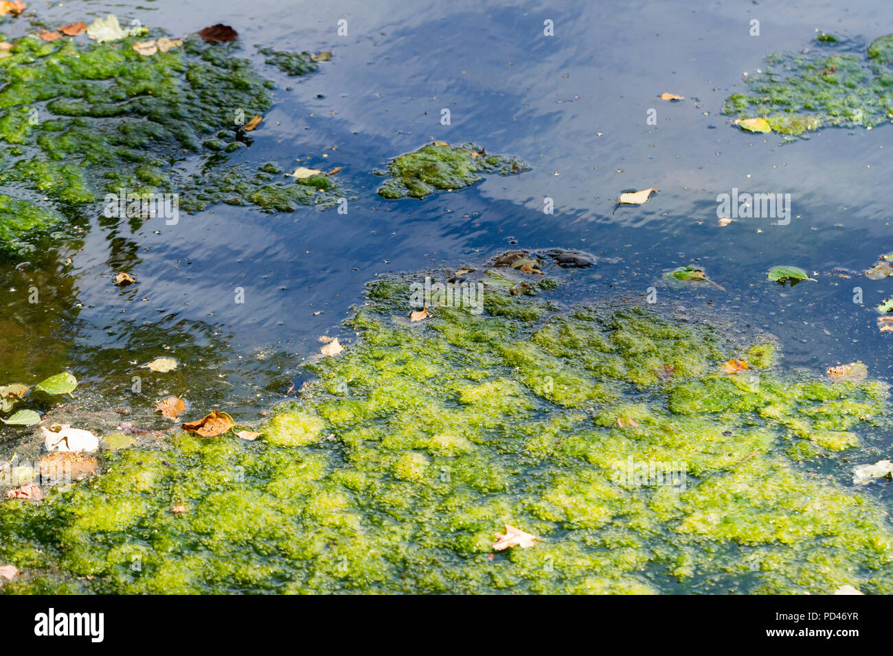 Green algae floating on a lake during the UK heatwave of 2018, England ...