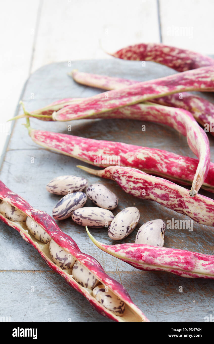 fresh raw borlotti beans Stock Photo - Alamy