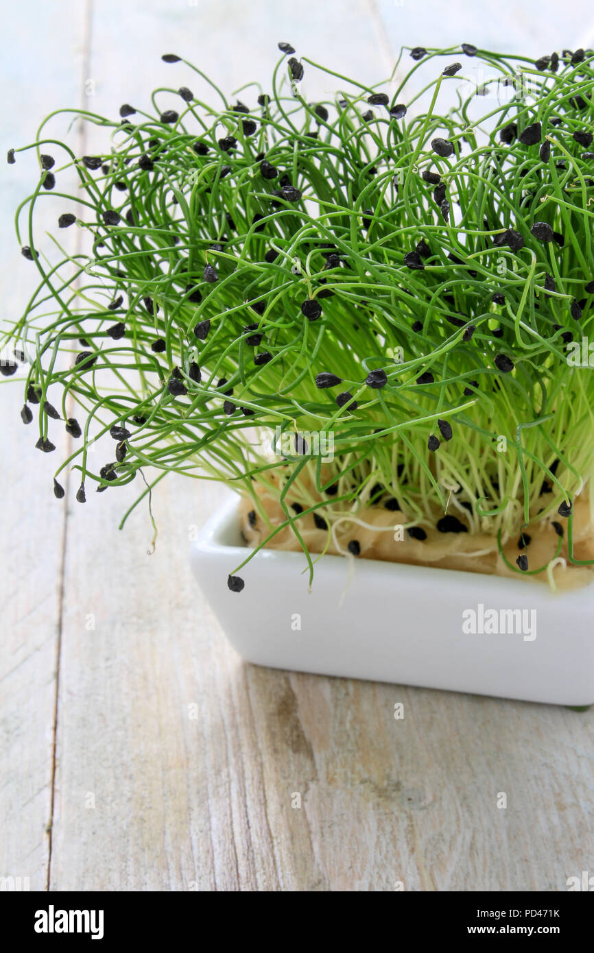 Micro herb chive hi-res stock photography and images - Alamy