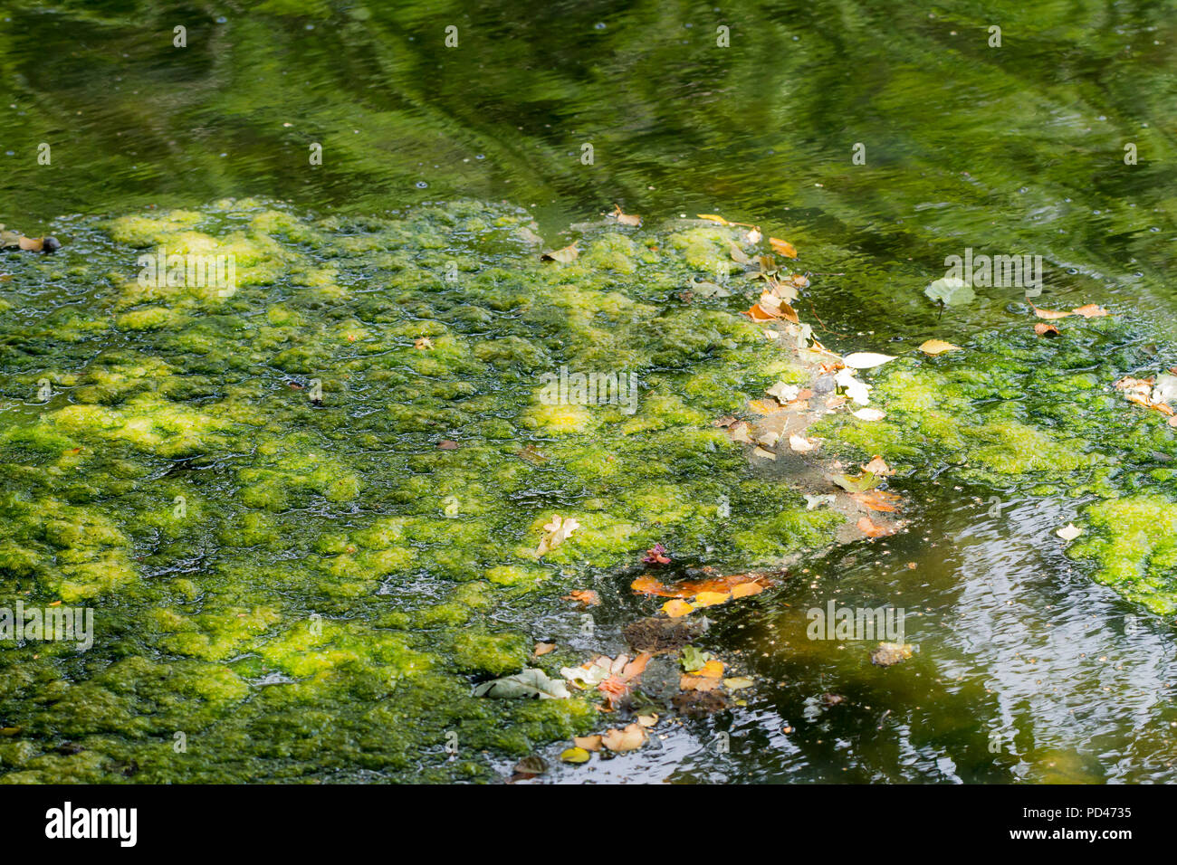 Green algae floating on a lake during the UK heatwave of 2018, England ...