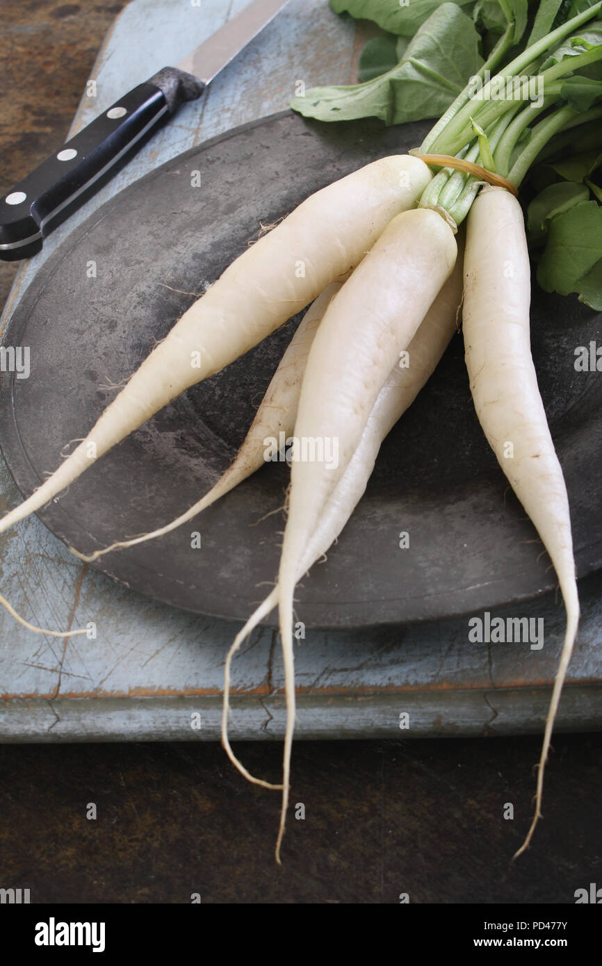 preparing fresh white radishes Stock Photo - Alamy