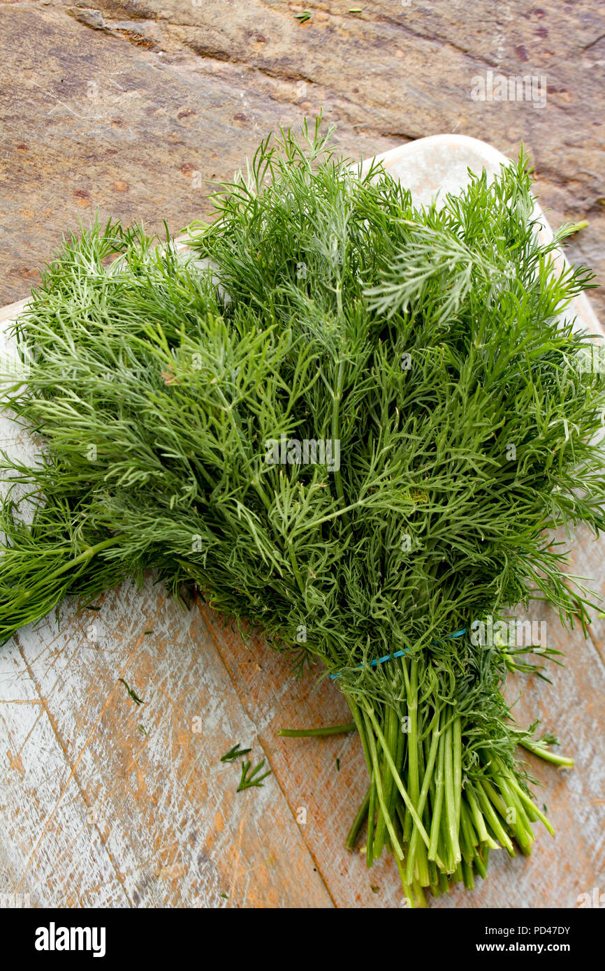 fresh dill herb in bunch Stock Photo - Alamy