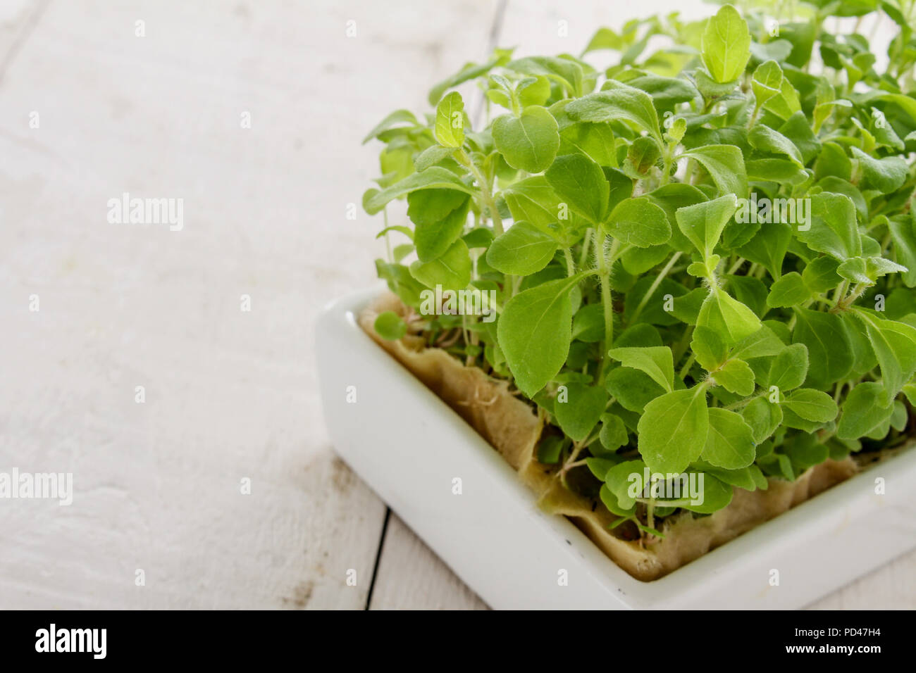 Micro herbs pot hi-res stock photography and images - Alamy