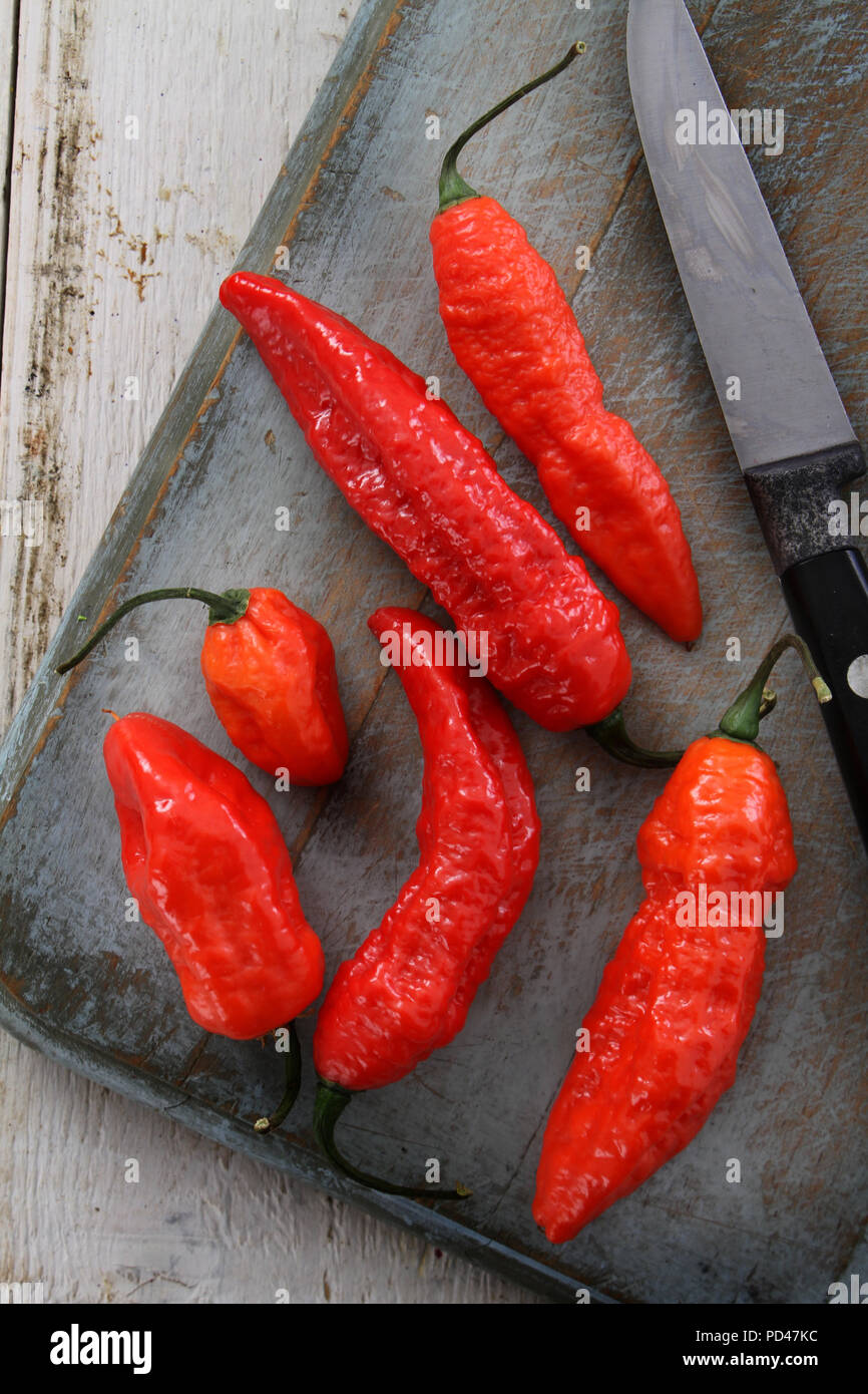 Fresh naga chillies hi-res stock photography and images - Alamy