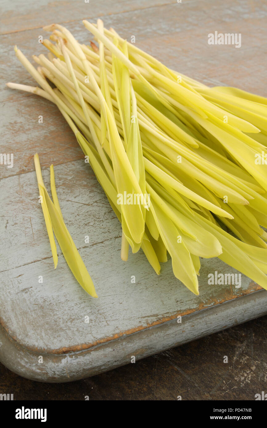 sprouting sweet corn shoots Stock Photo - Alamy